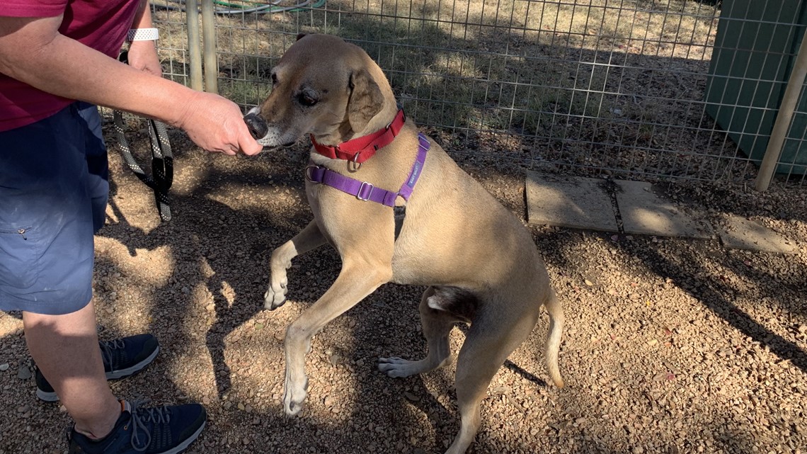Smart 6-year-old dog named Brody needs loving home | kens5.com