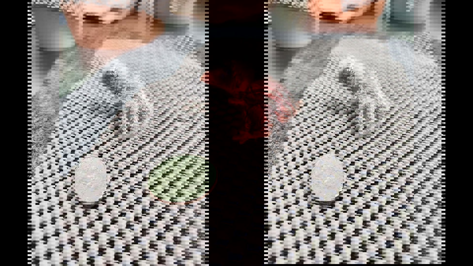 San Antonio Zoo welcomes record-breaking pygmy falcon chick | kens5.com