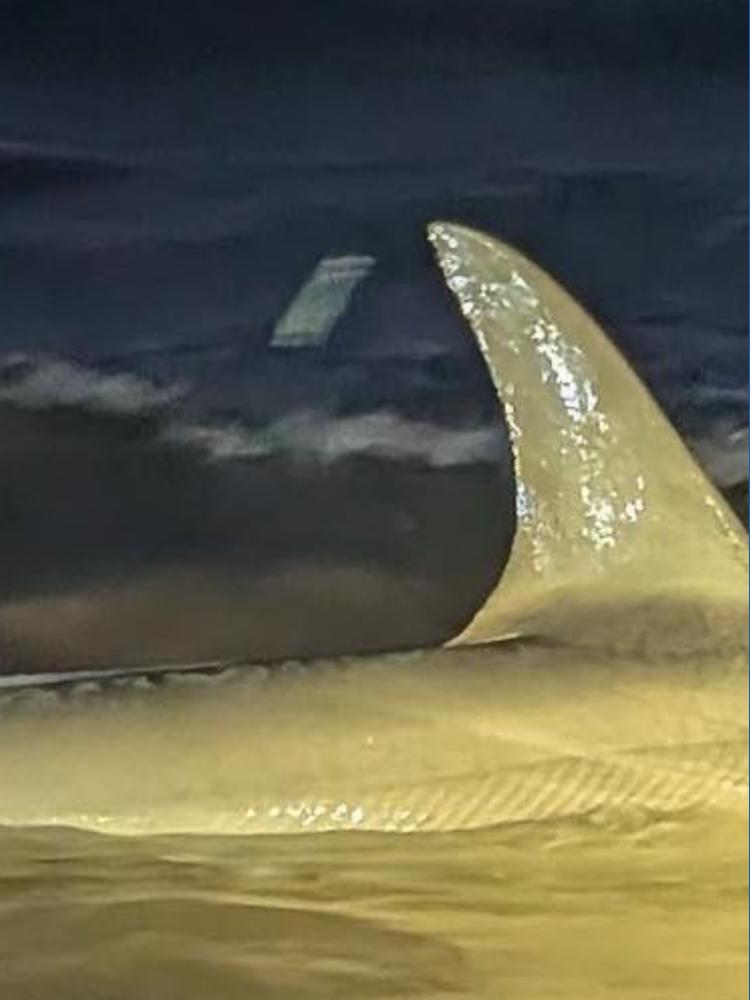 Massive hammerhead caught off Corpus Christi coast | kens5.com
