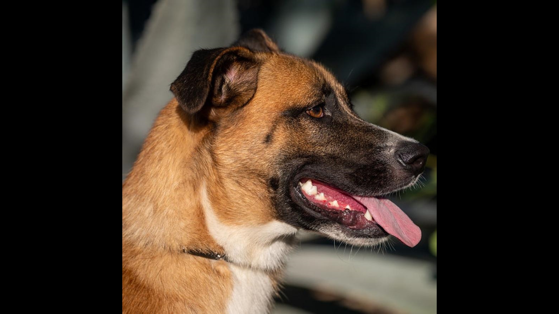 2-year-old Belgian Malinois mix has lived whole life at shelter | kens5.com