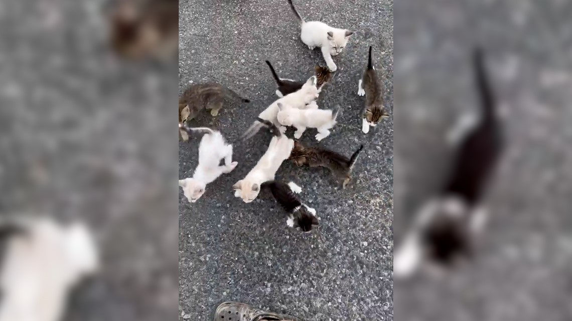 Man Gets Ambushed By 13 Tiny Kittens Hot Diggity Dog We Ve Got A
