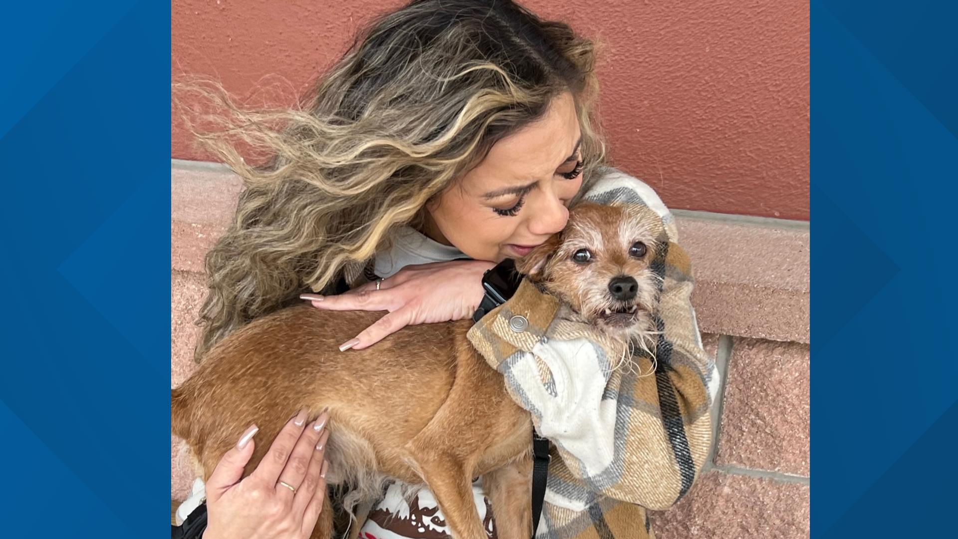 Lost dog from California found in San Antonio, reunited with owner ...