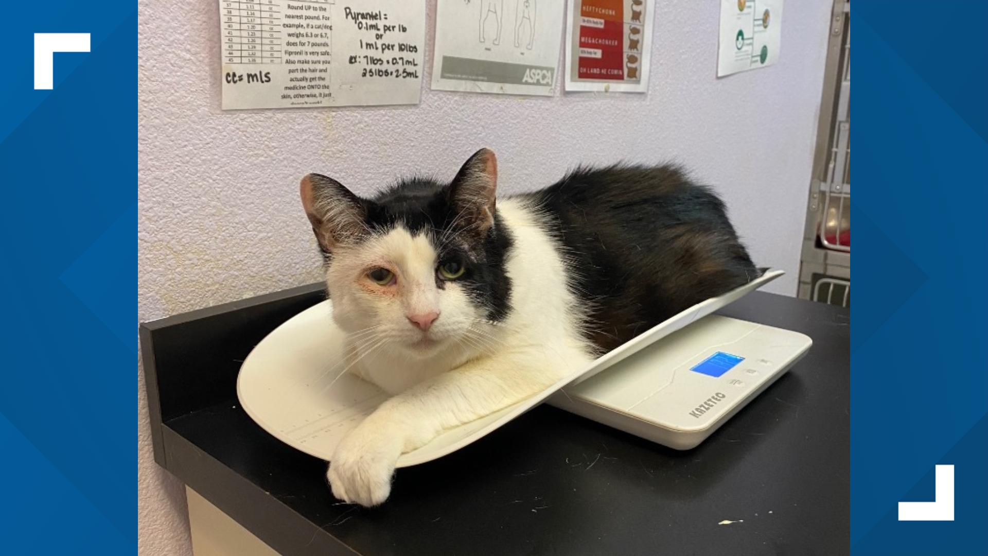 Low maintenance kitty Jean Clawed Van Damme needs loving home | kens5.com