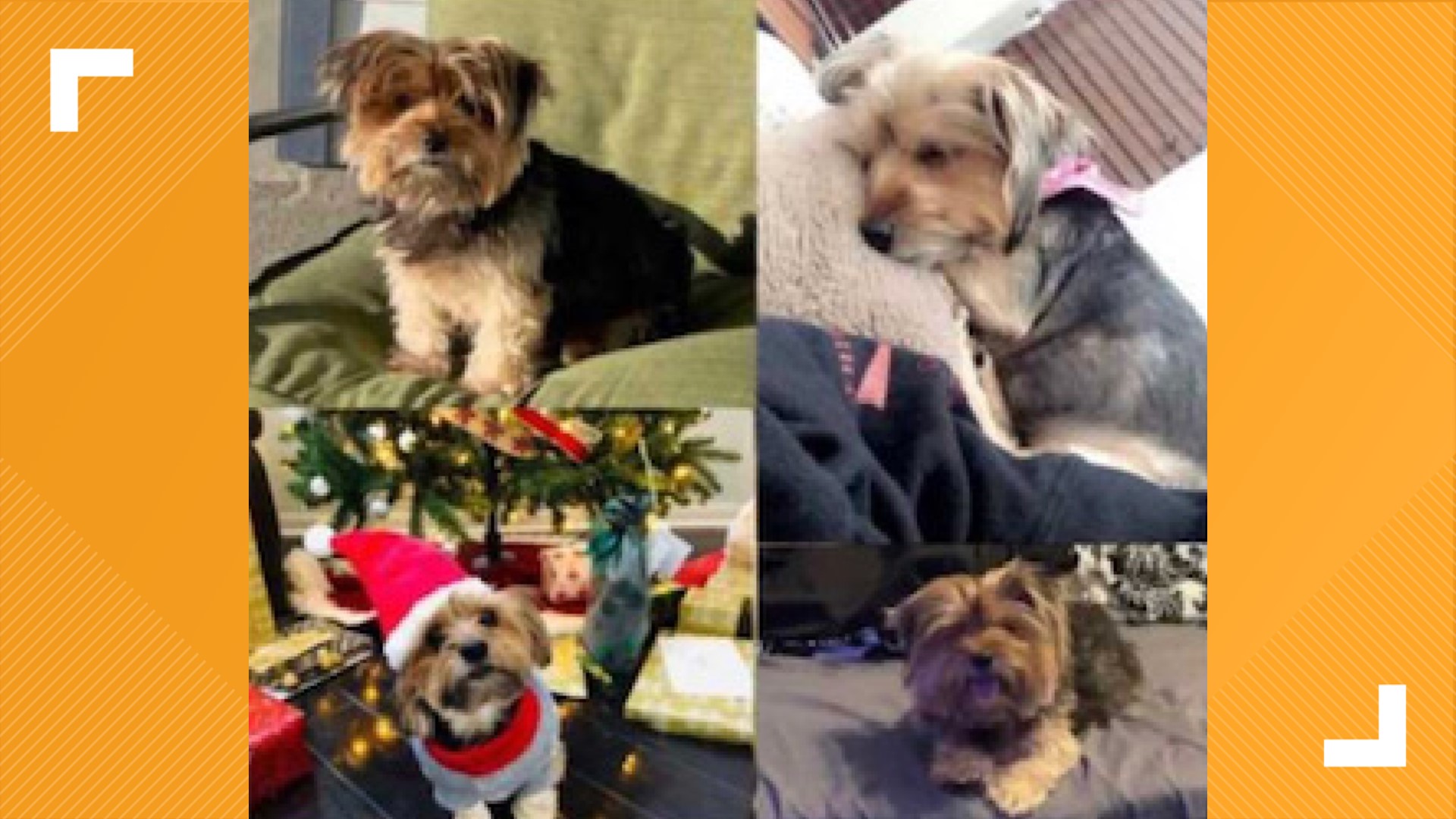 $4,600 reward being offered for missing Yorkie last seen in Marion ...