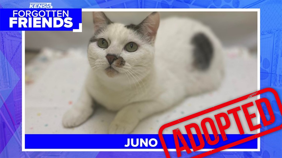 Juno has been at HSNBA a very long time | Forgotten Friends | kens5.com