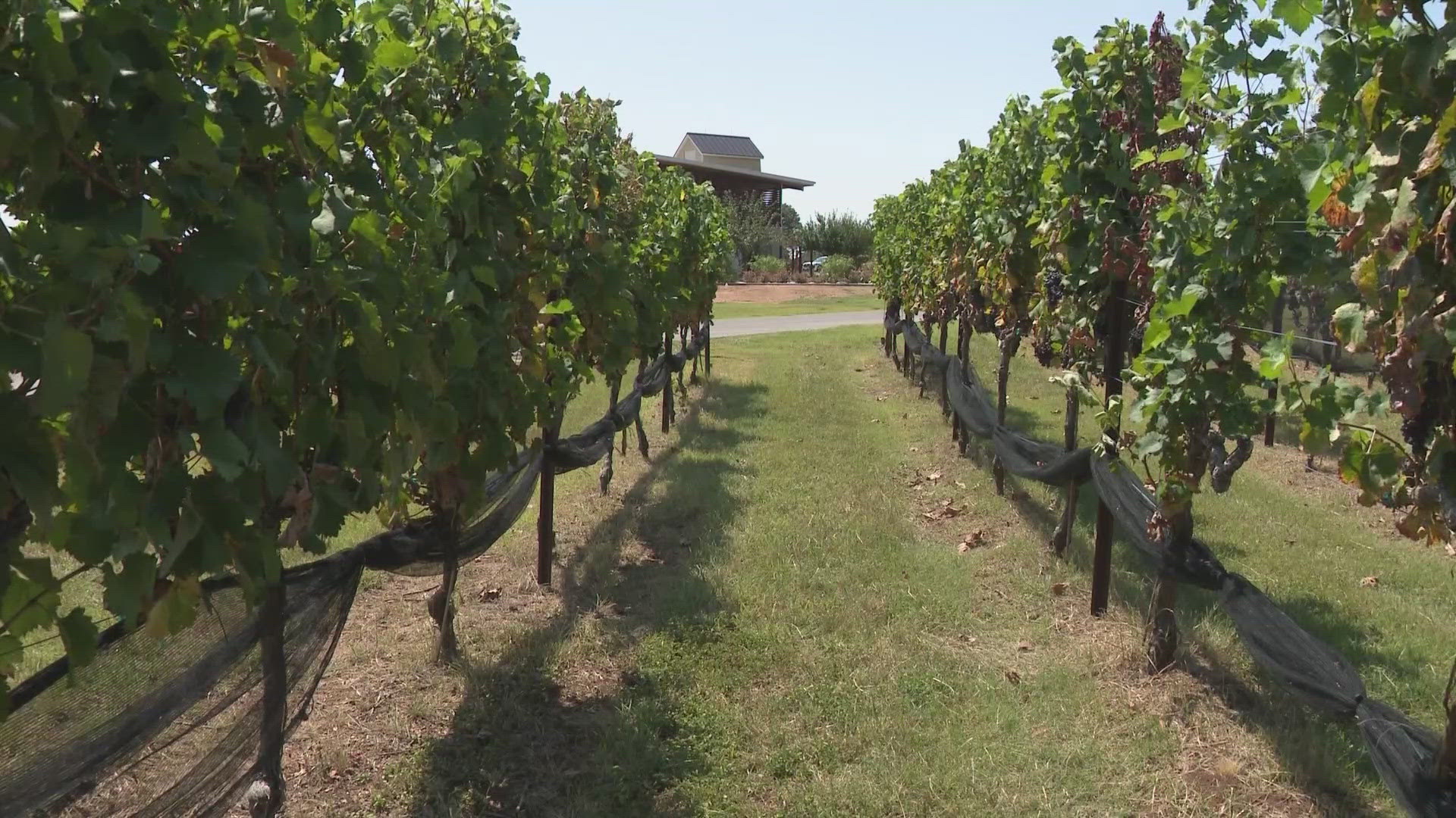 Award-winning winery north of San Antonio | Texas Outdoors | kens5.com