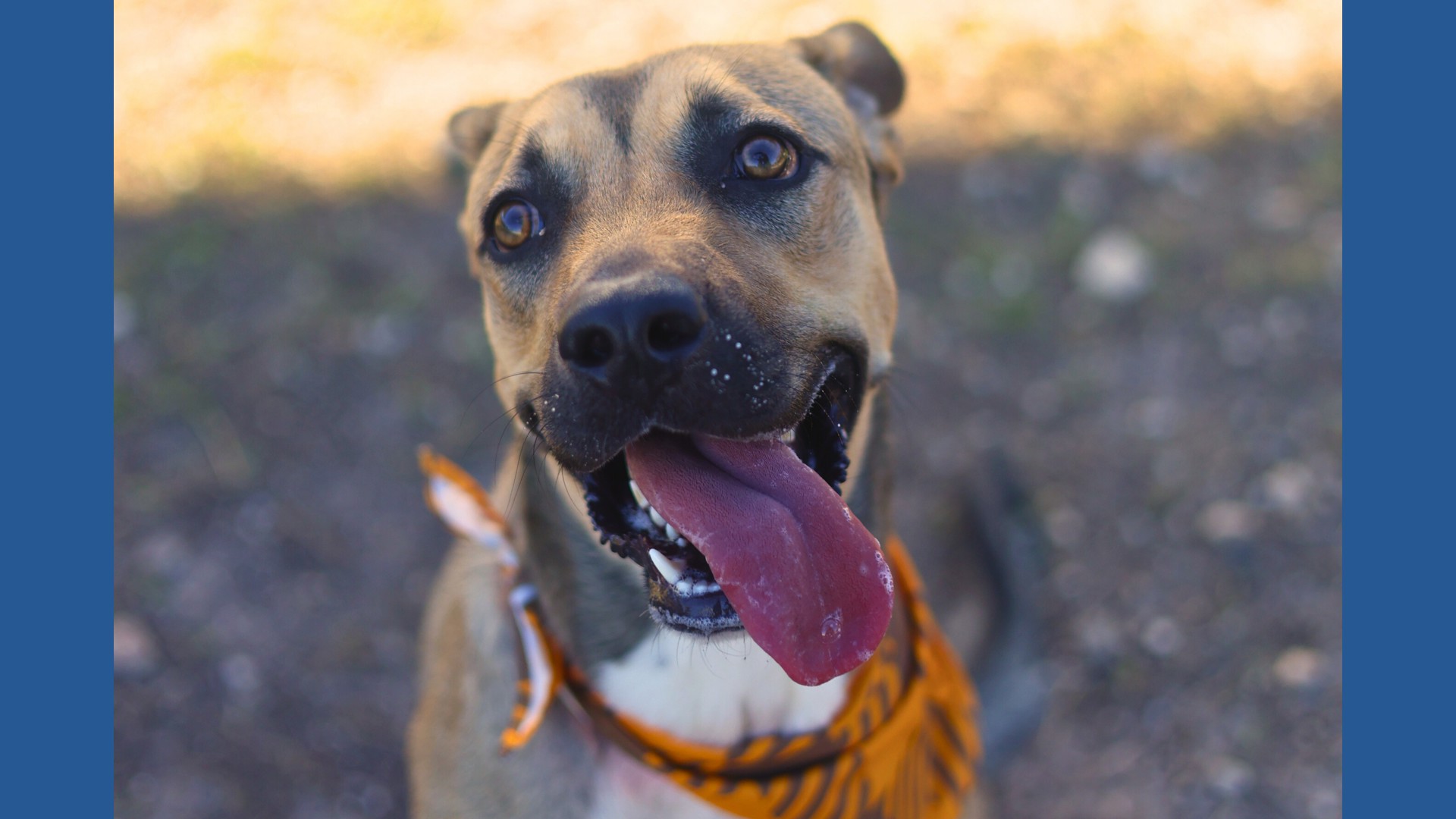 Adopt Posie: A Terrier in Need of a Loving Home | kens5.com