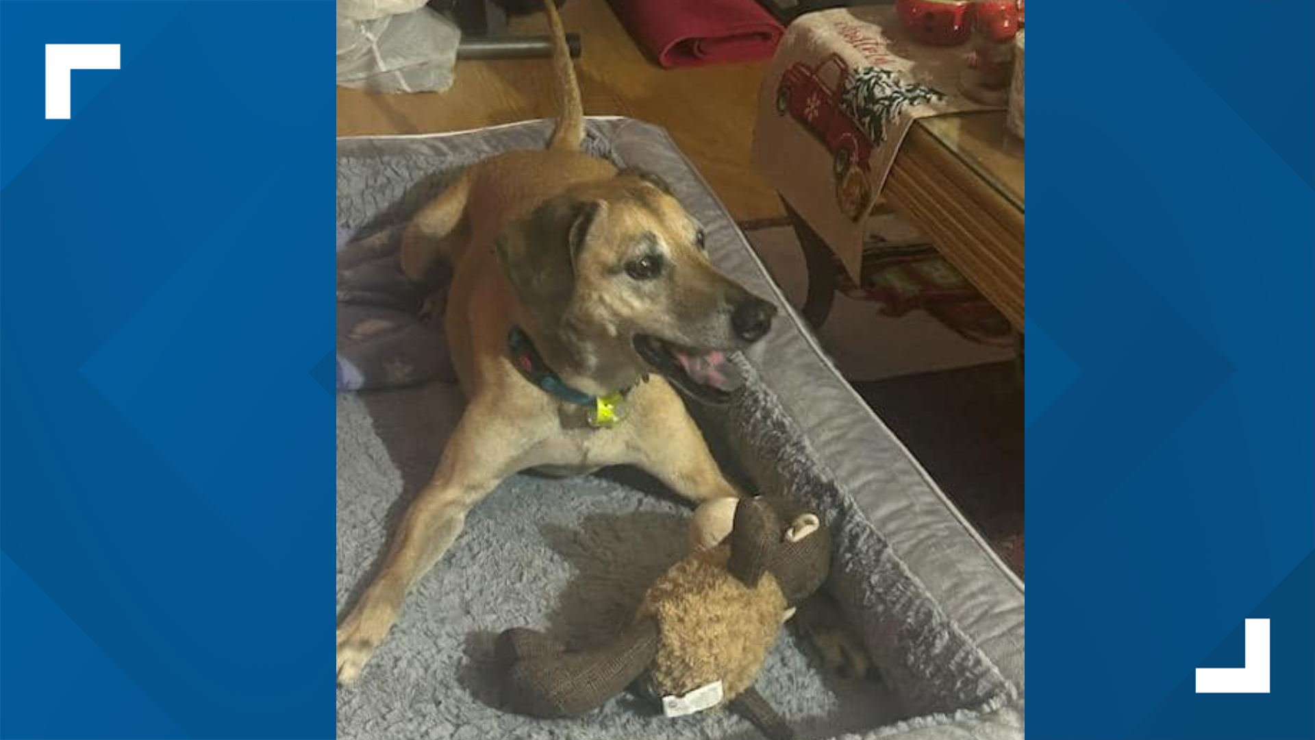 Smart 6-year-old dog named Brody needs loving home | kens5.com