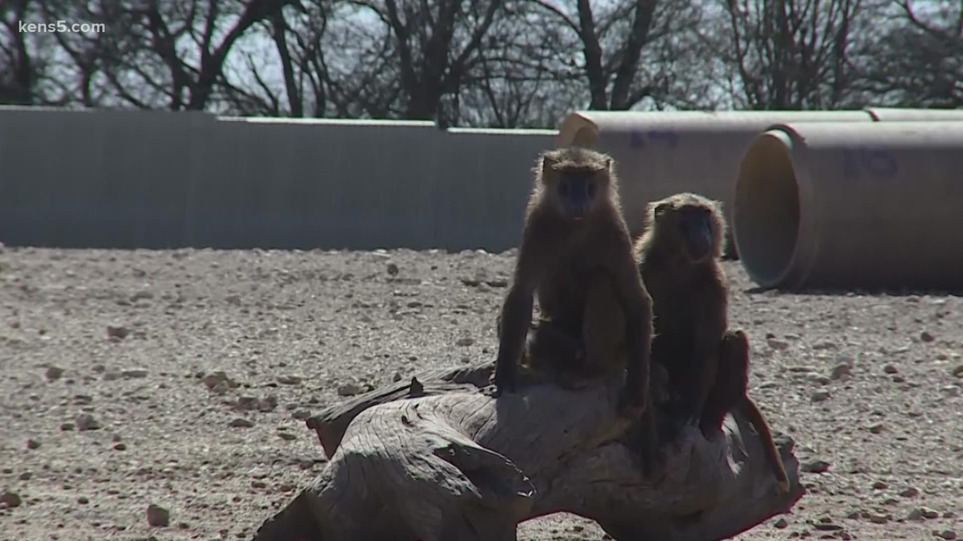 Texas Biomed facility to address research-threatening primate shortage ...