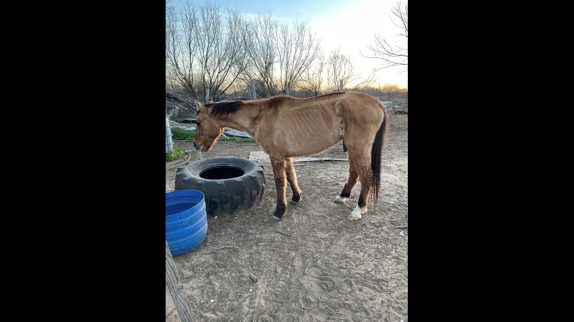 Horses rescued from deplorabel conditions, no food or water | kens5.com