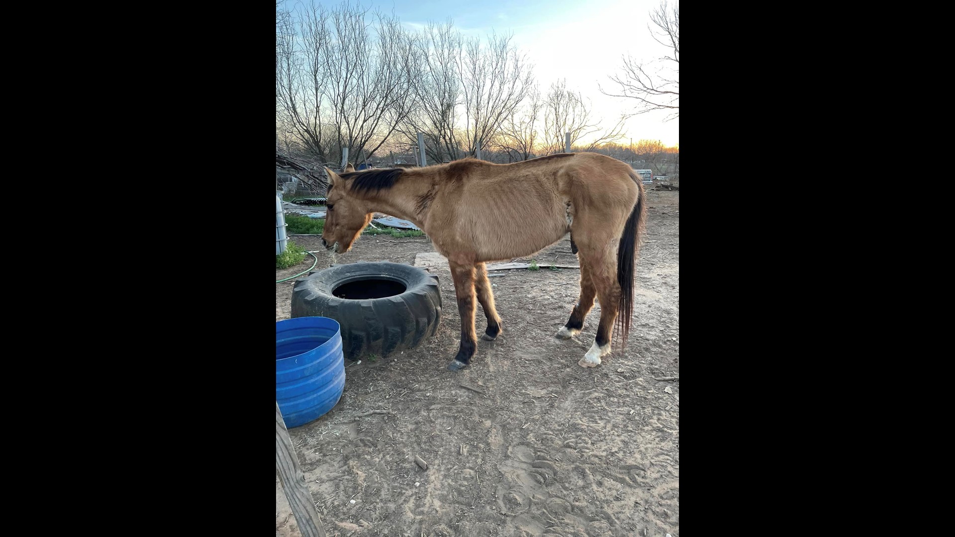 Horses rescued from deplorabel conditions, no food or water | kens5.com