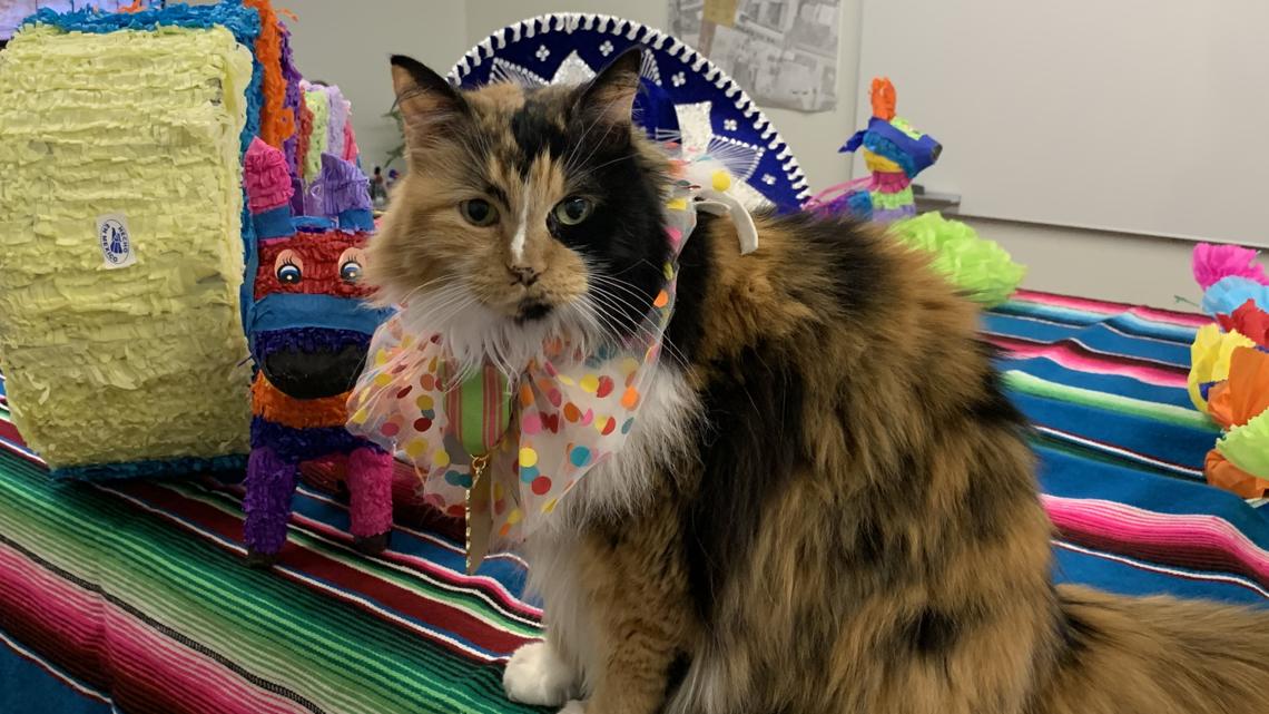 Celebrate Alamo Cat Bella's 10th Birthday with Fiesta Medal | kens5.com