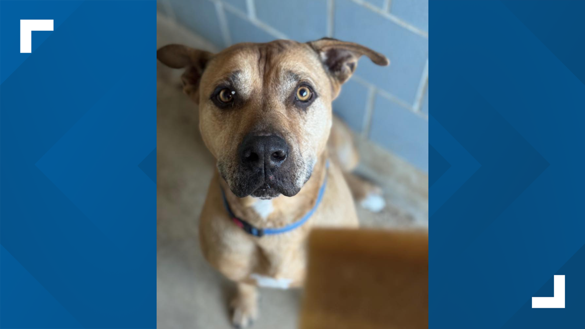 Smart 6-year-old dog named Brody needs loving home | kens5.com