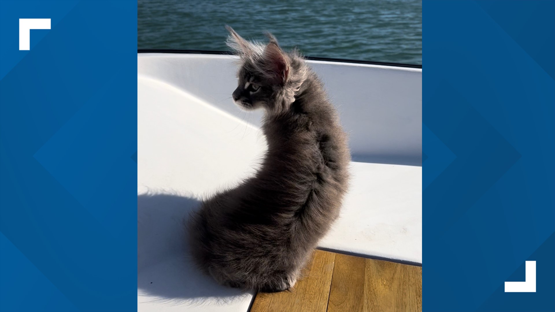 Fisher the Maine Coon and little brother Sailor are water cats | kens5.com