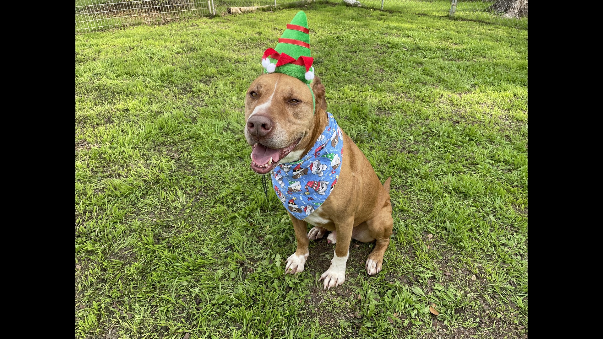 Coby is a 5-year-old terrier mix afraid of fireworks | kens5.com