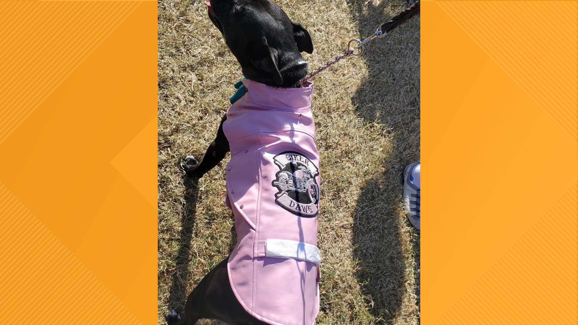 K9 Cafe offers many ways to pamper your pup | kens5.com