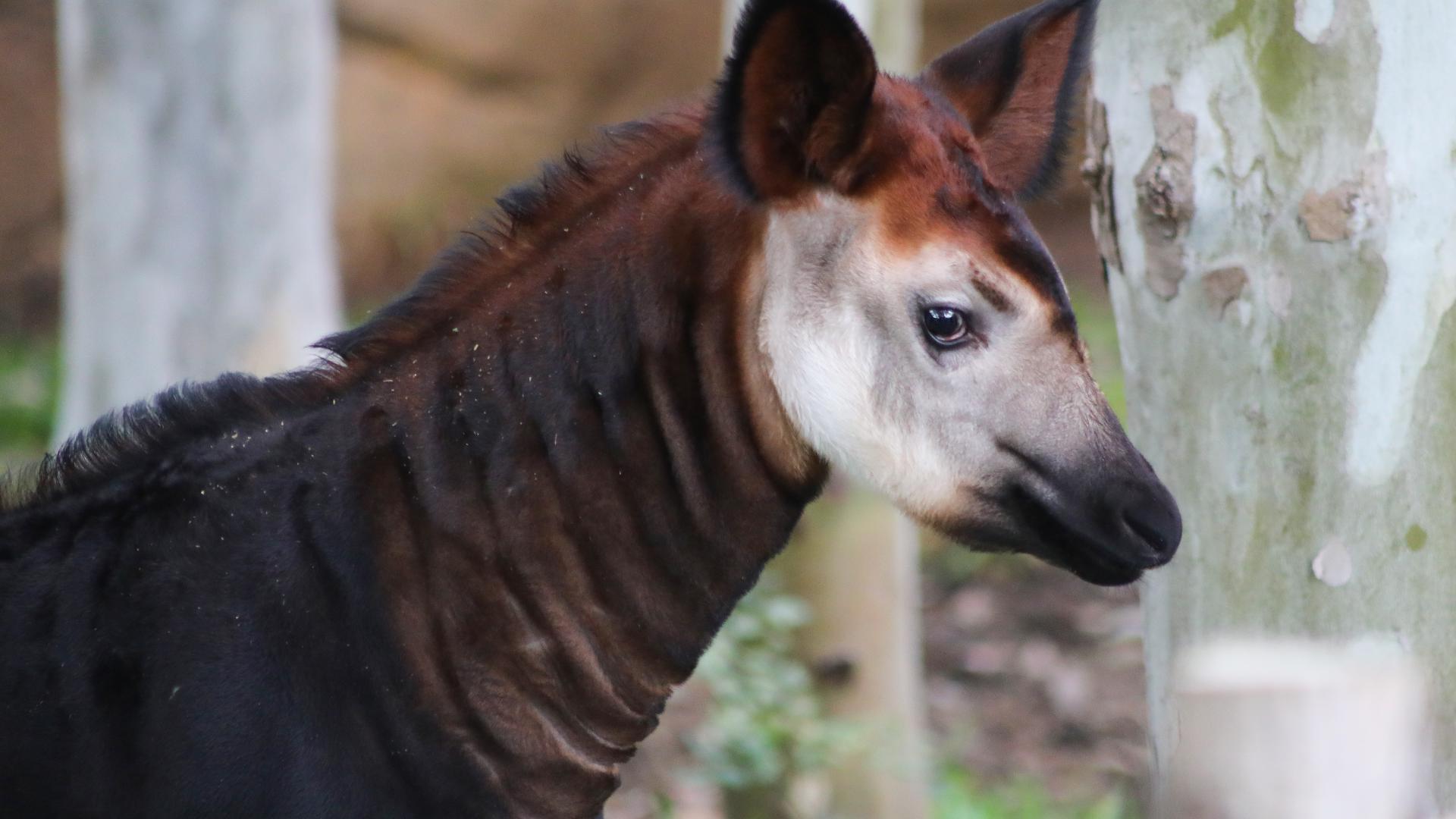 San Antonio Zoo's okapi Gates revealed as female | kens5.com