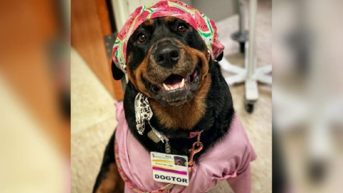 Therapy K9 receives 'dogtorate" from university | kens5.com