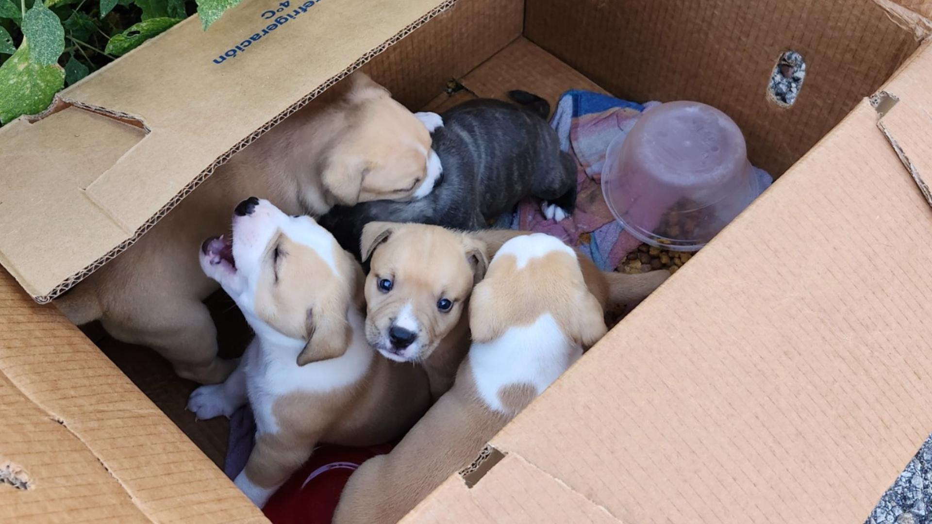 San Antonio officer saves abandoned puppies on road | kens5.com