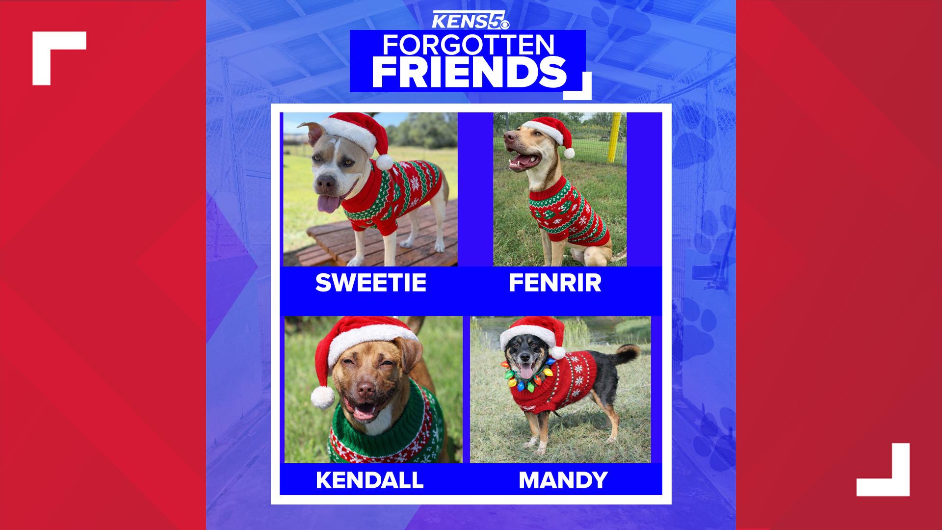 Four Dogs for the New Year | Forgotten Friends | kens5.com