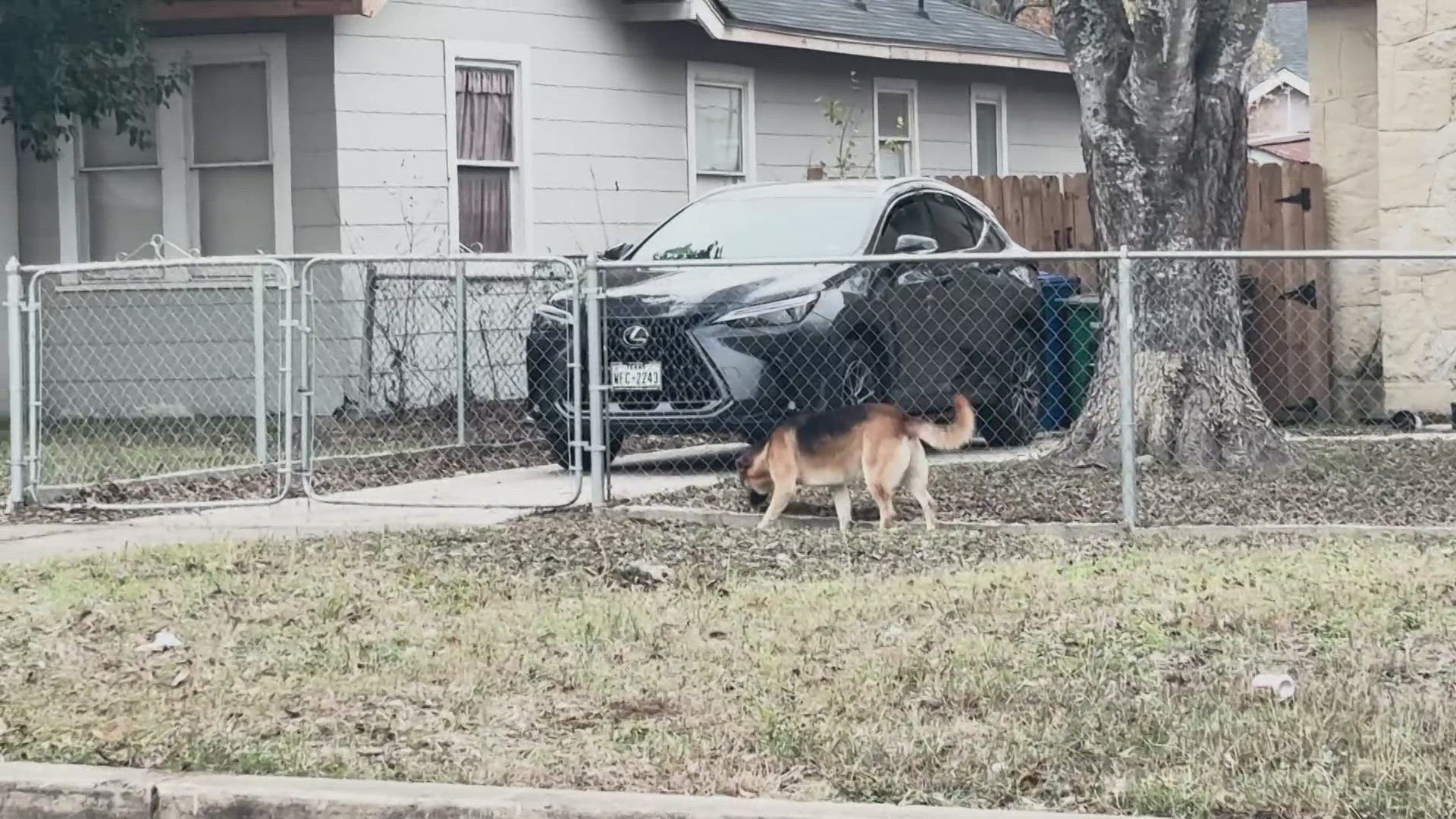 Highland Park neighbors pushing for action after 6 dog attacks have ...