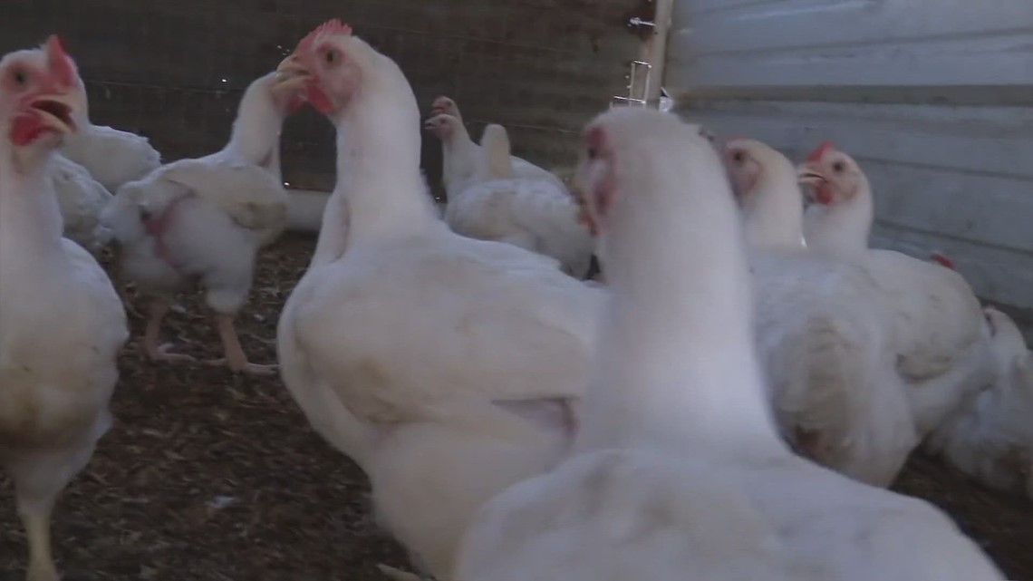 Triple digit temps impacting... chickens! | kens5.com