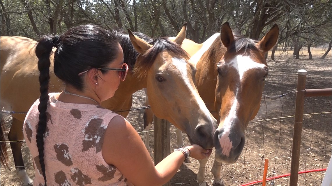 Cow on the loose? Animal Care Services work with ranch partners to help ...