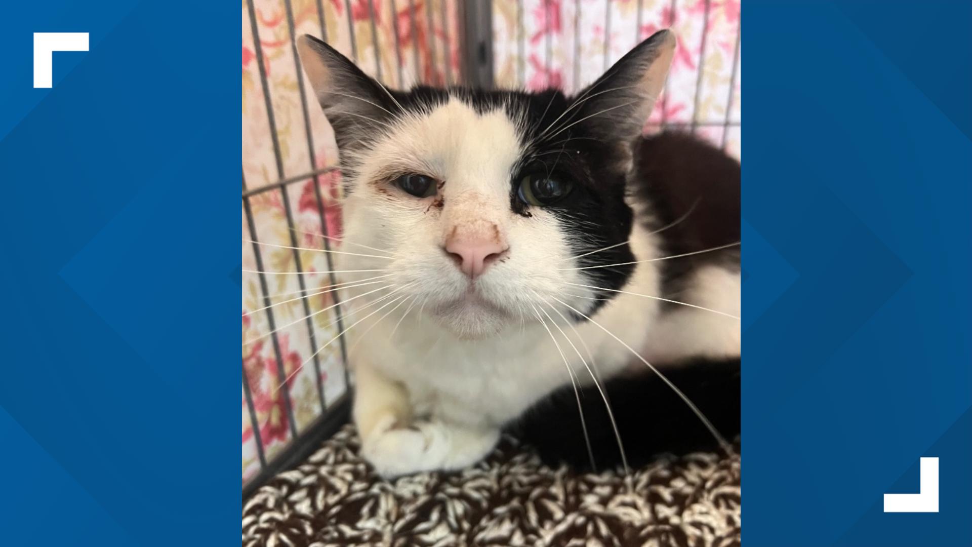 Low maintenance kitty Jean Clawed Van Damme needs loving home | kens5.com