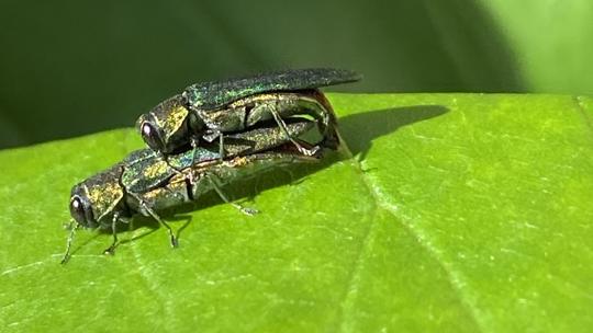 Invasive tree-killing beetle spreads to three more Texas counties ...