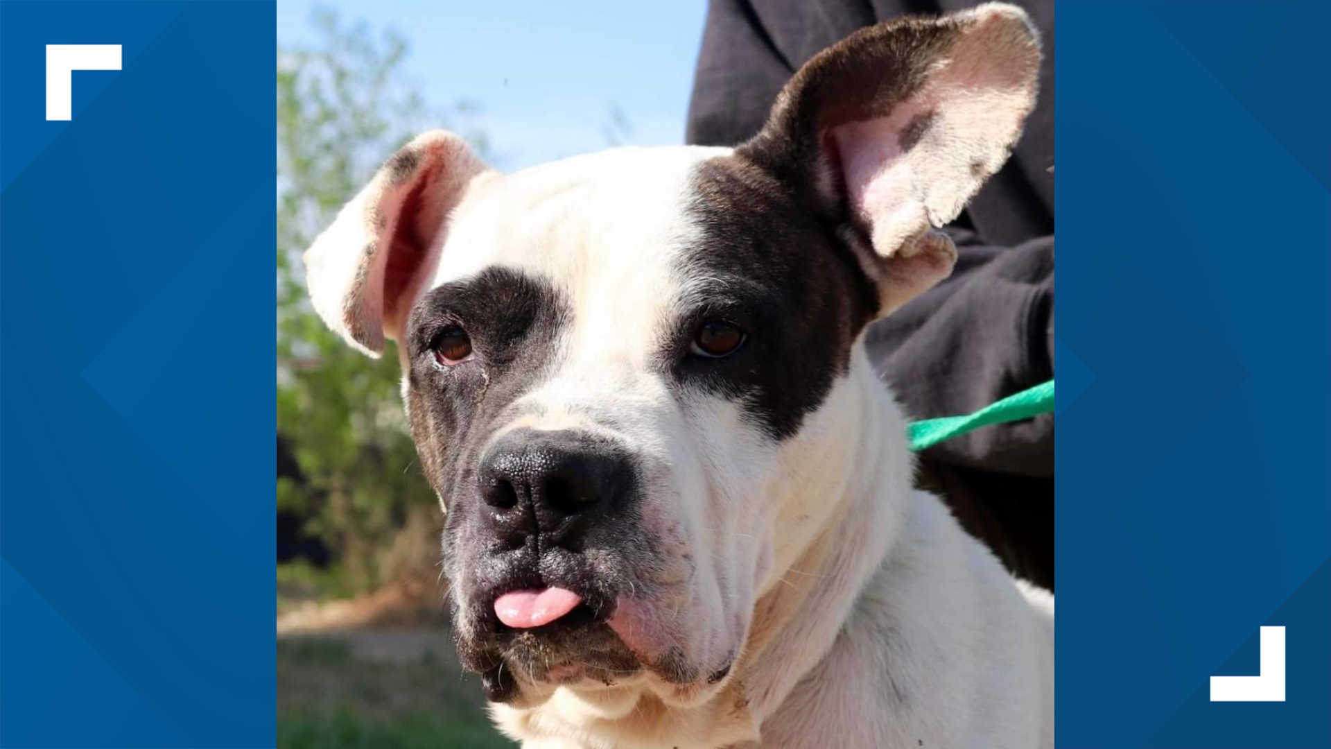 Patches was saved from certain death in east by God's Dogs Rescue ...