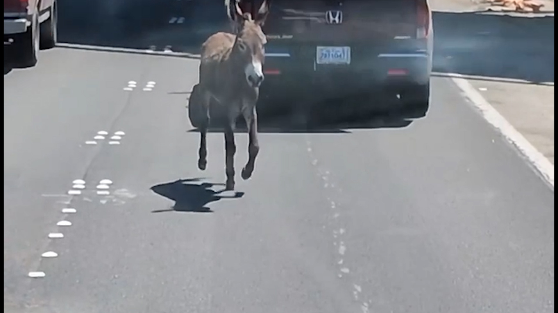 Runaway donkey spotted on San Antonio highway | kens5.com