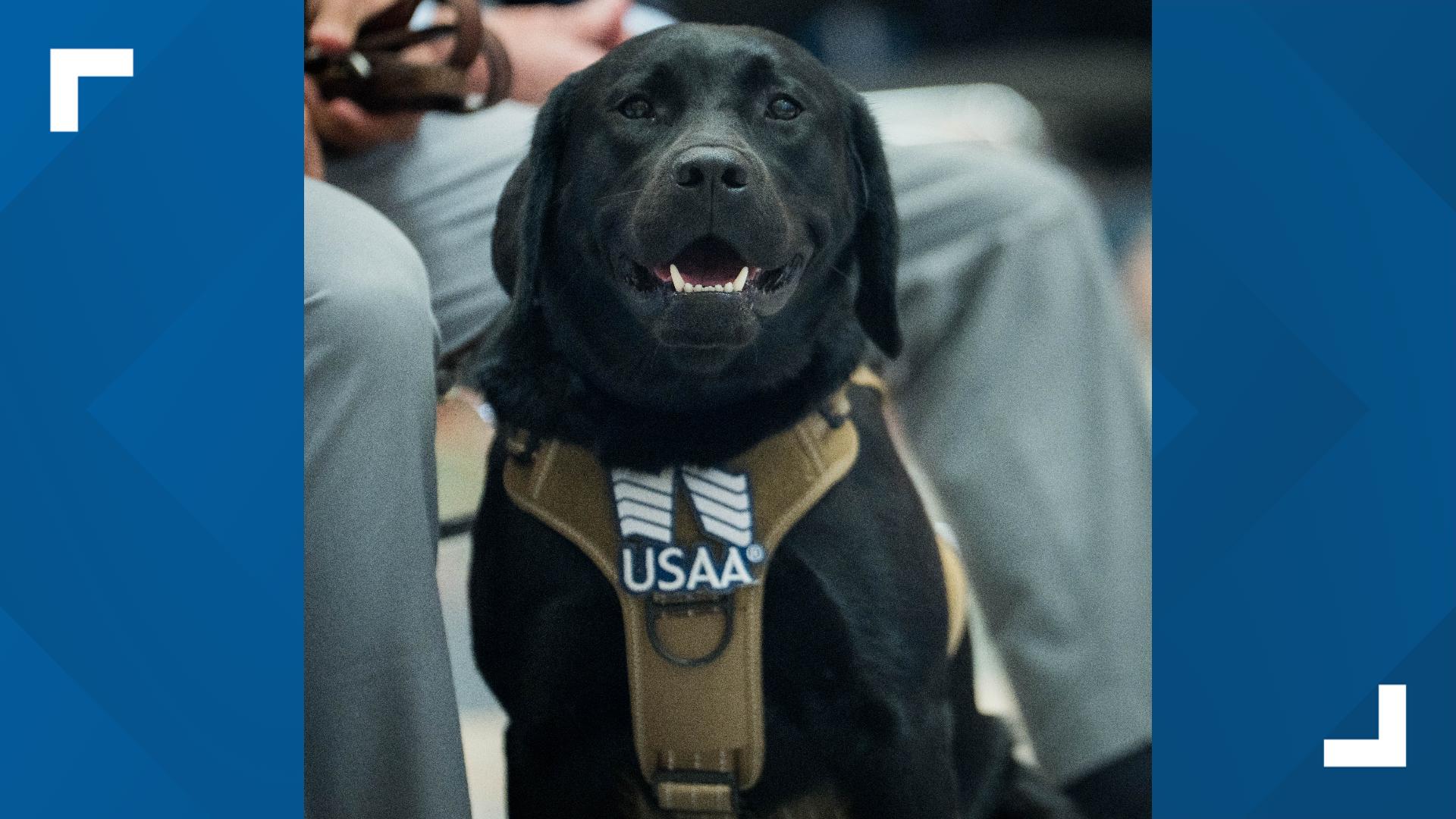 USAA names therapy dog Smoky its first Chief Pawsitivity Officer ...