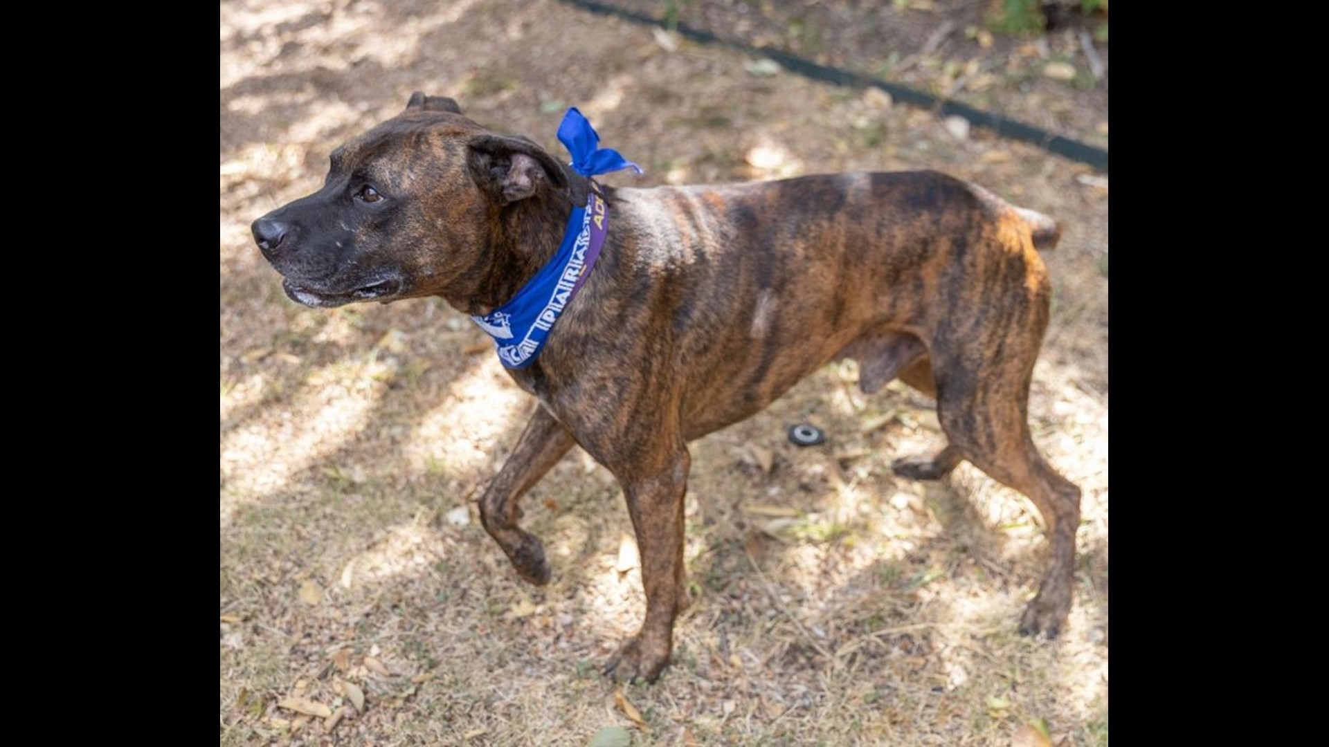 7-year-old Boxer mix has been waiting for over one year for home ...