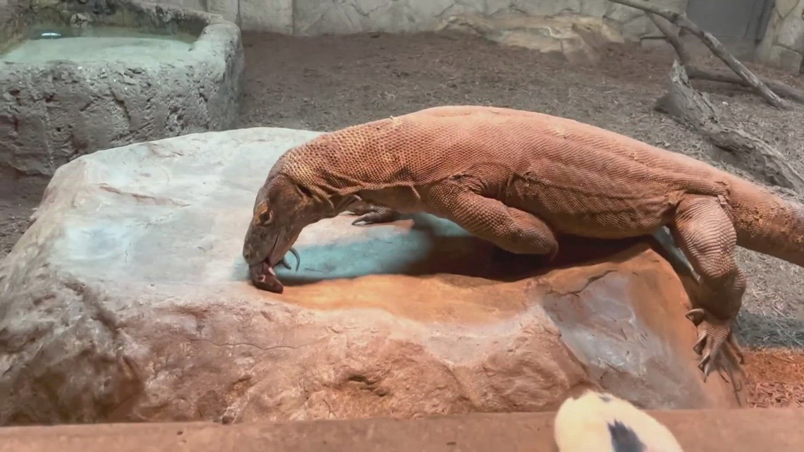 San Antonio Zoo bringing back 'Cry Me a Cockroach' fundraiser for ...
