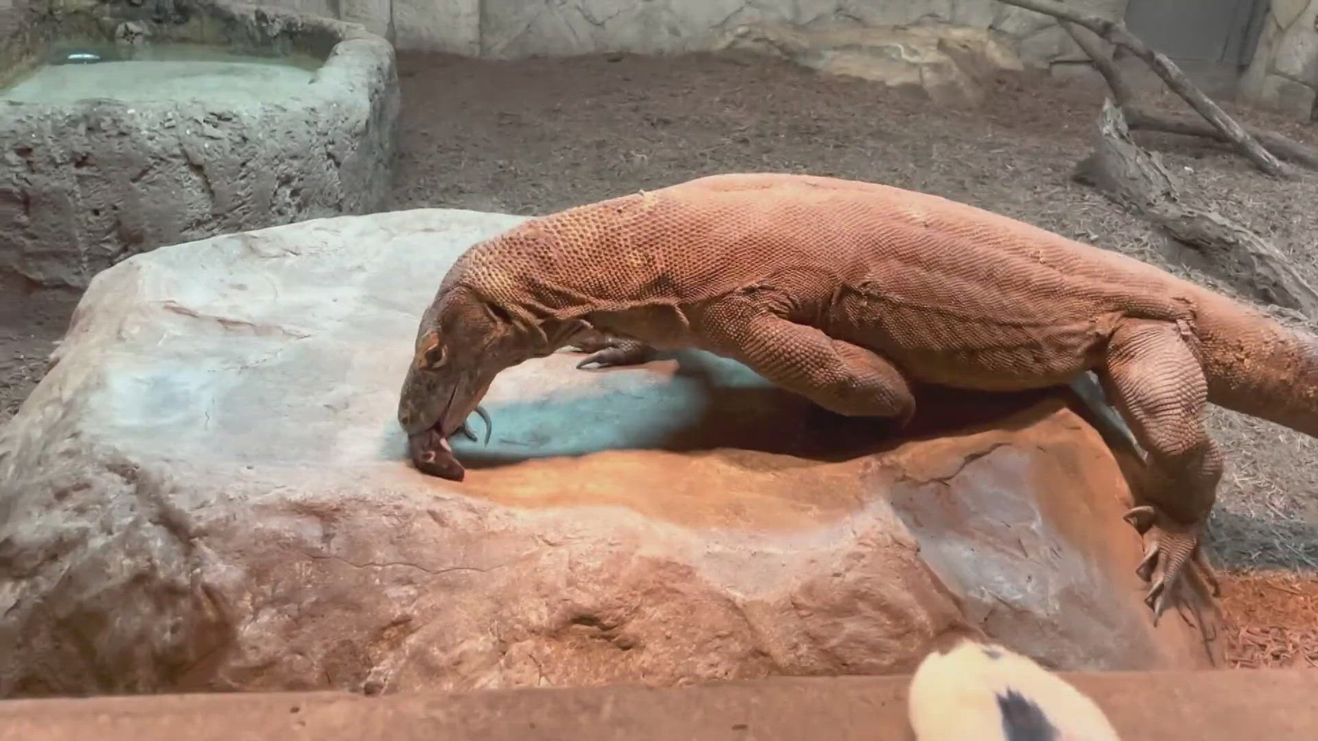 San Antonio Zoo bringing back 'Cry Me a Cockroach' fundraiser for ...