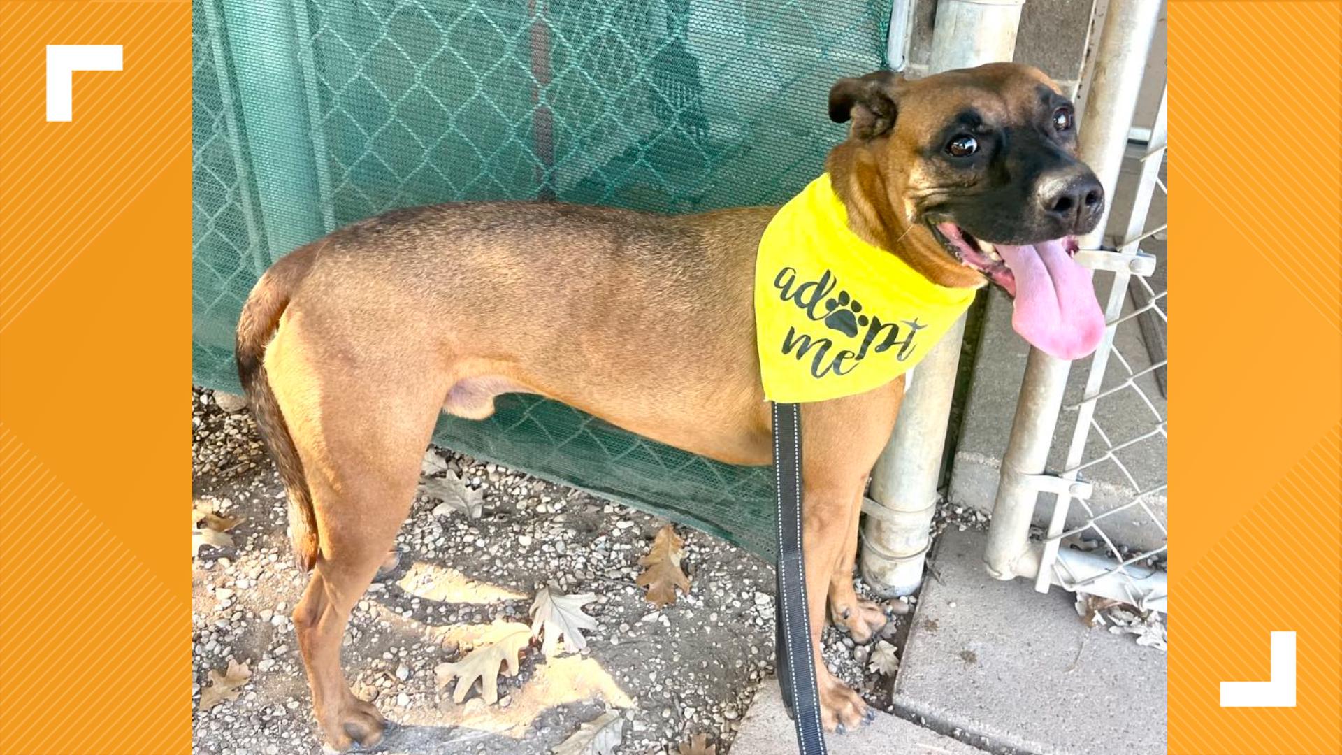 5-year-old Boxer mix named Scout has been at shelter for over three ...