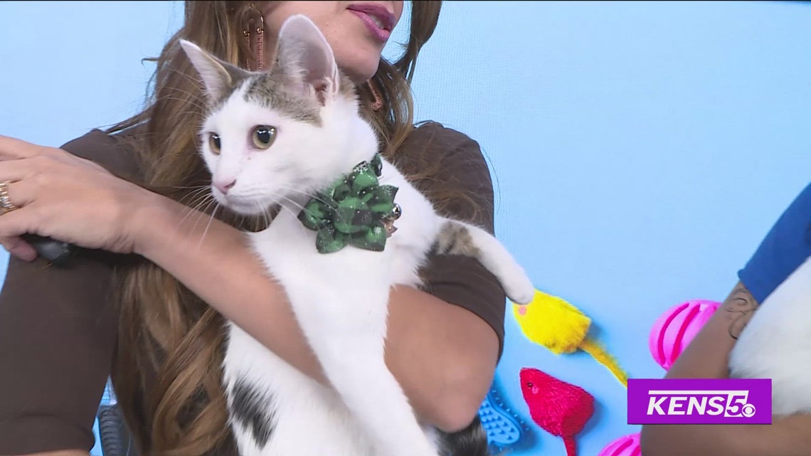 Consider fostering rescue animals from Helotes Humane Society | GREAT ...