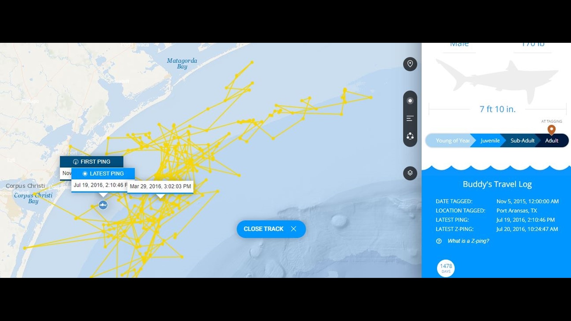 You can track two large sharks swimming near Corpus Christi | kens5.com