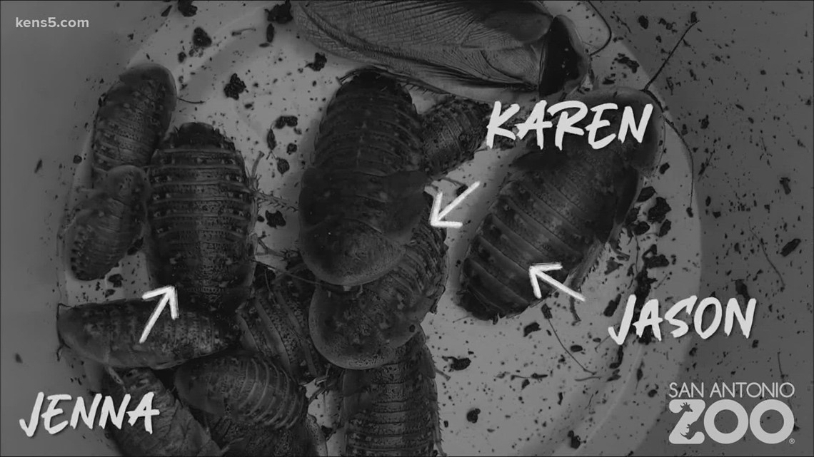 San Antonio Zoo brings back 'Cry Me a Cockroach' | kens5.com