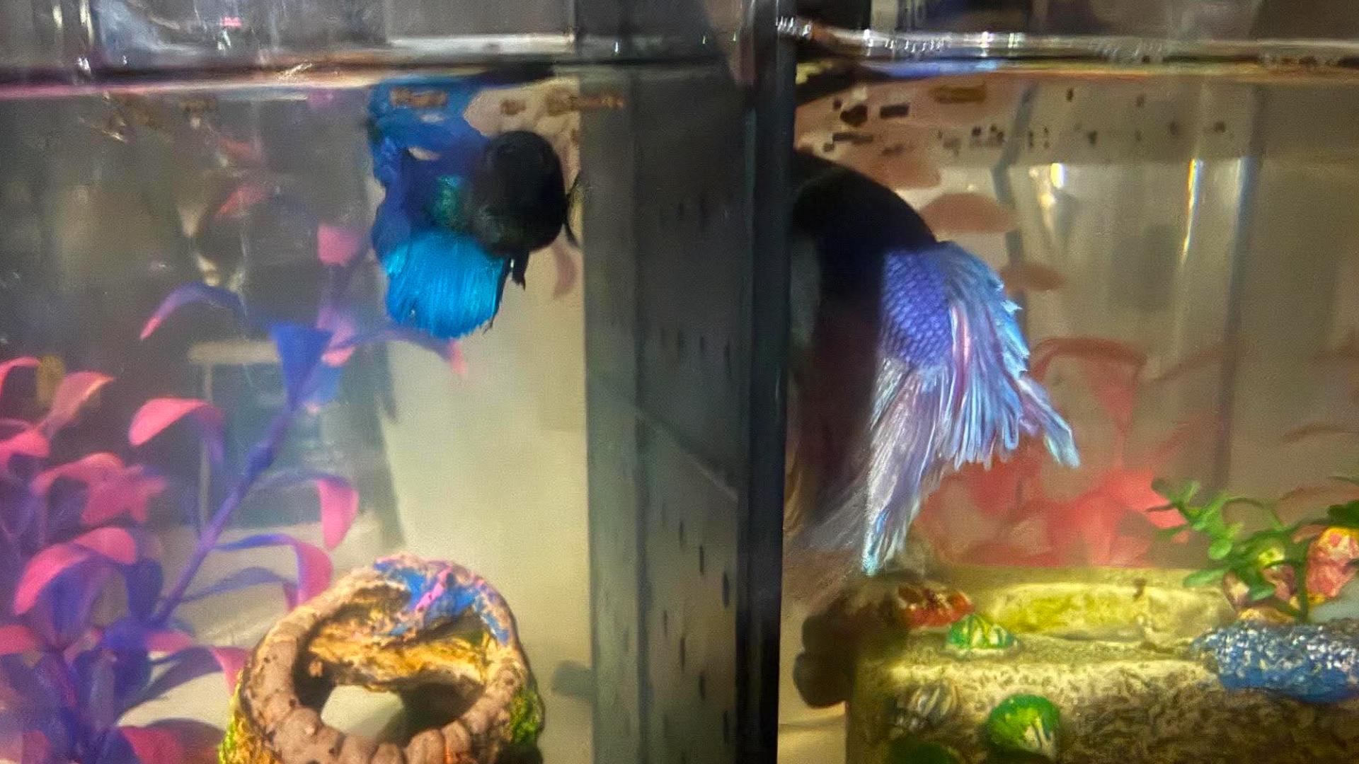 Someone brought fish to Bark in the Park for a Missions game and then ...