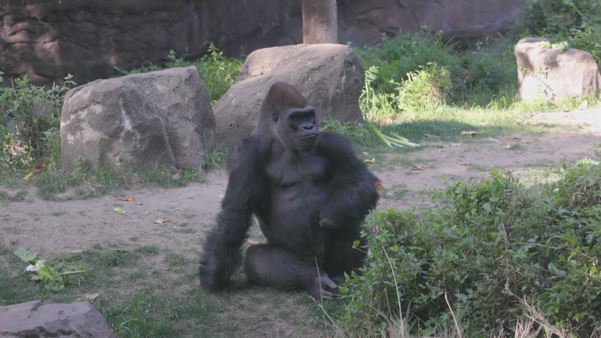 San Antonio Zoo celebrates opening of gorilla habitat with spectacle in ...