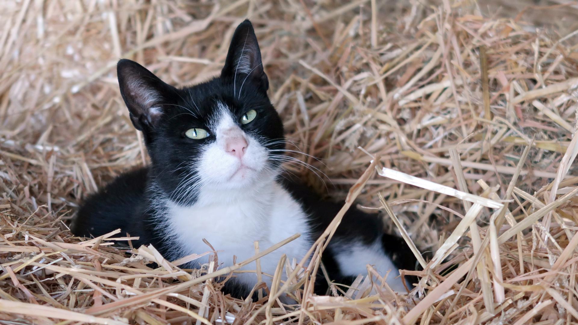 Kerrville cats can get the purr-fect fix for free! | kens5.com