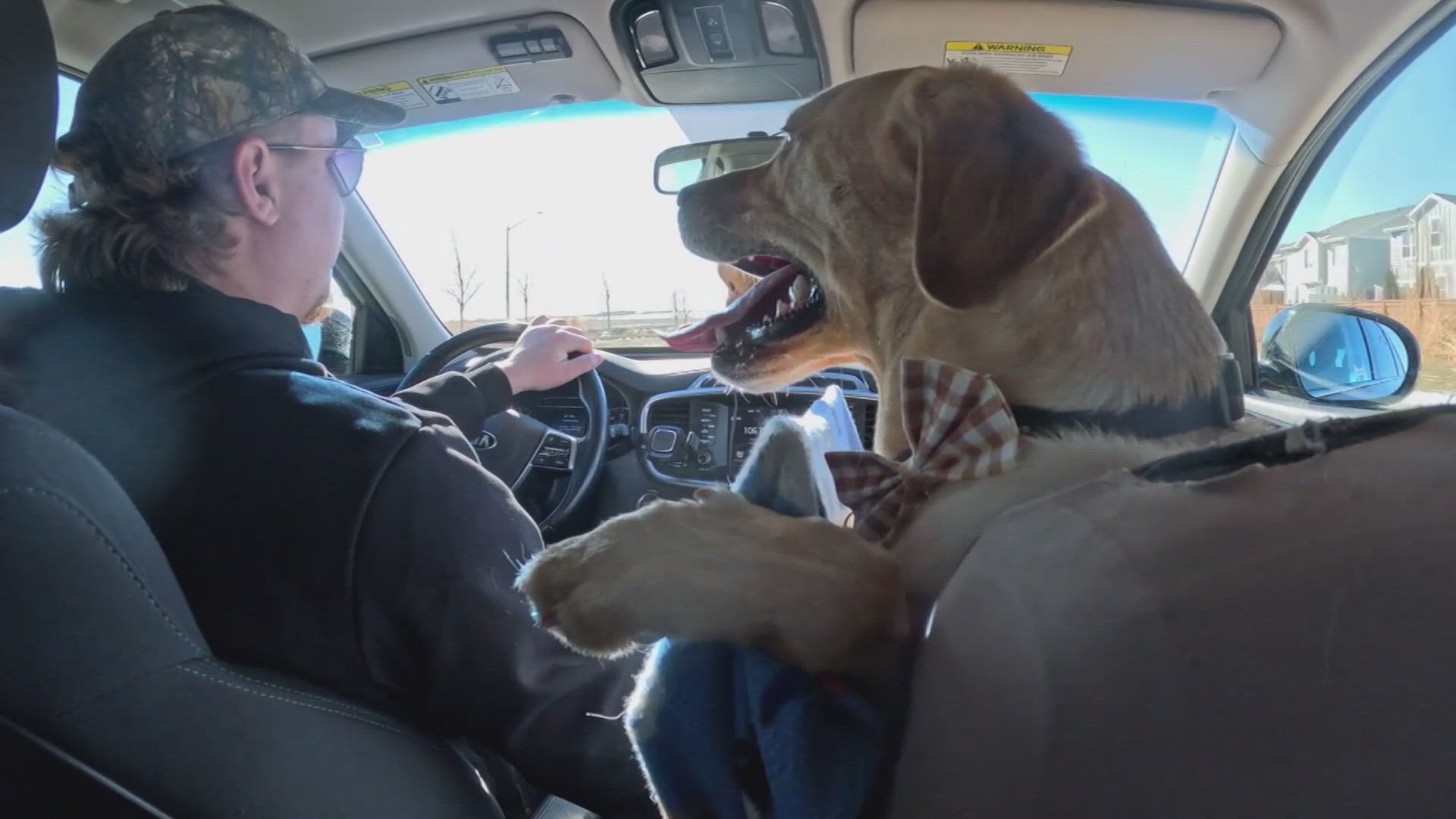Meet Bowie: The Colorado 'Uber dog' who’s become an internet sensation ...