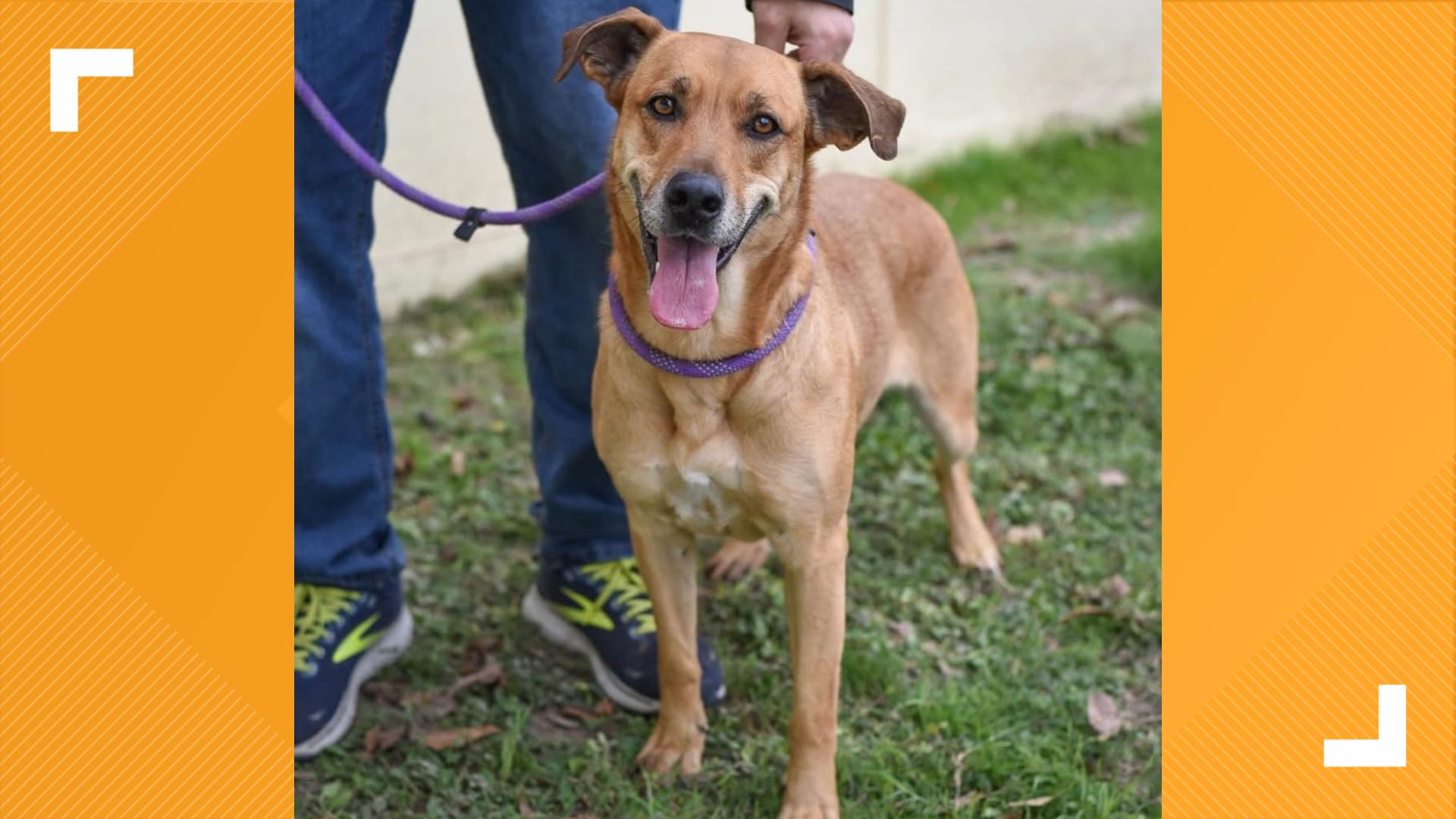 Sweet Boxer Retriever mix named Suzie has been waiting over two years ...