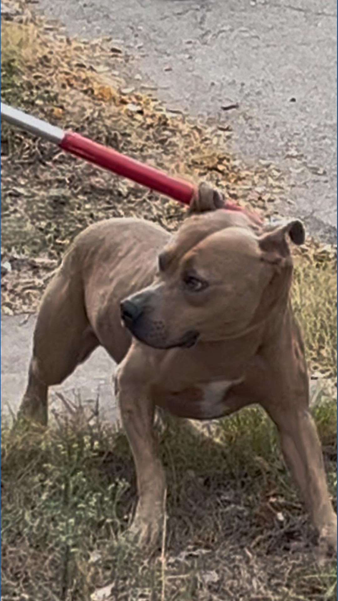 Female mail driver hospitalized in critical condition after dog attacks ...