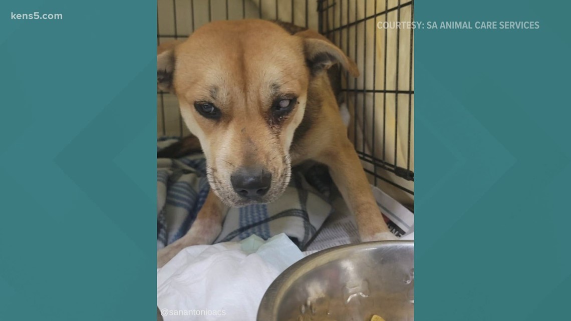 Incredible rescue of dog stuck on roof of San Antonio College building ...