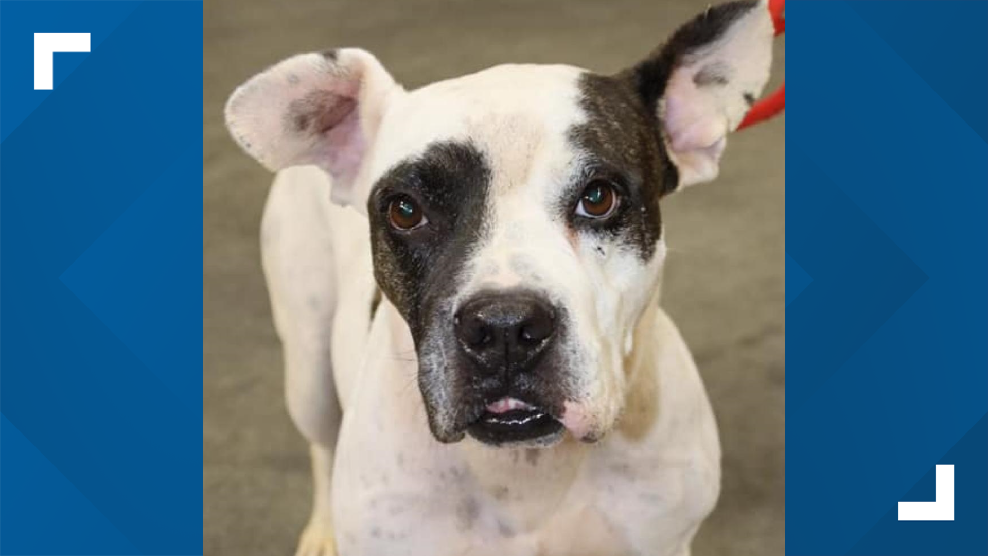 Patches was saved from certain death in east by God's Dogs Rescue ...