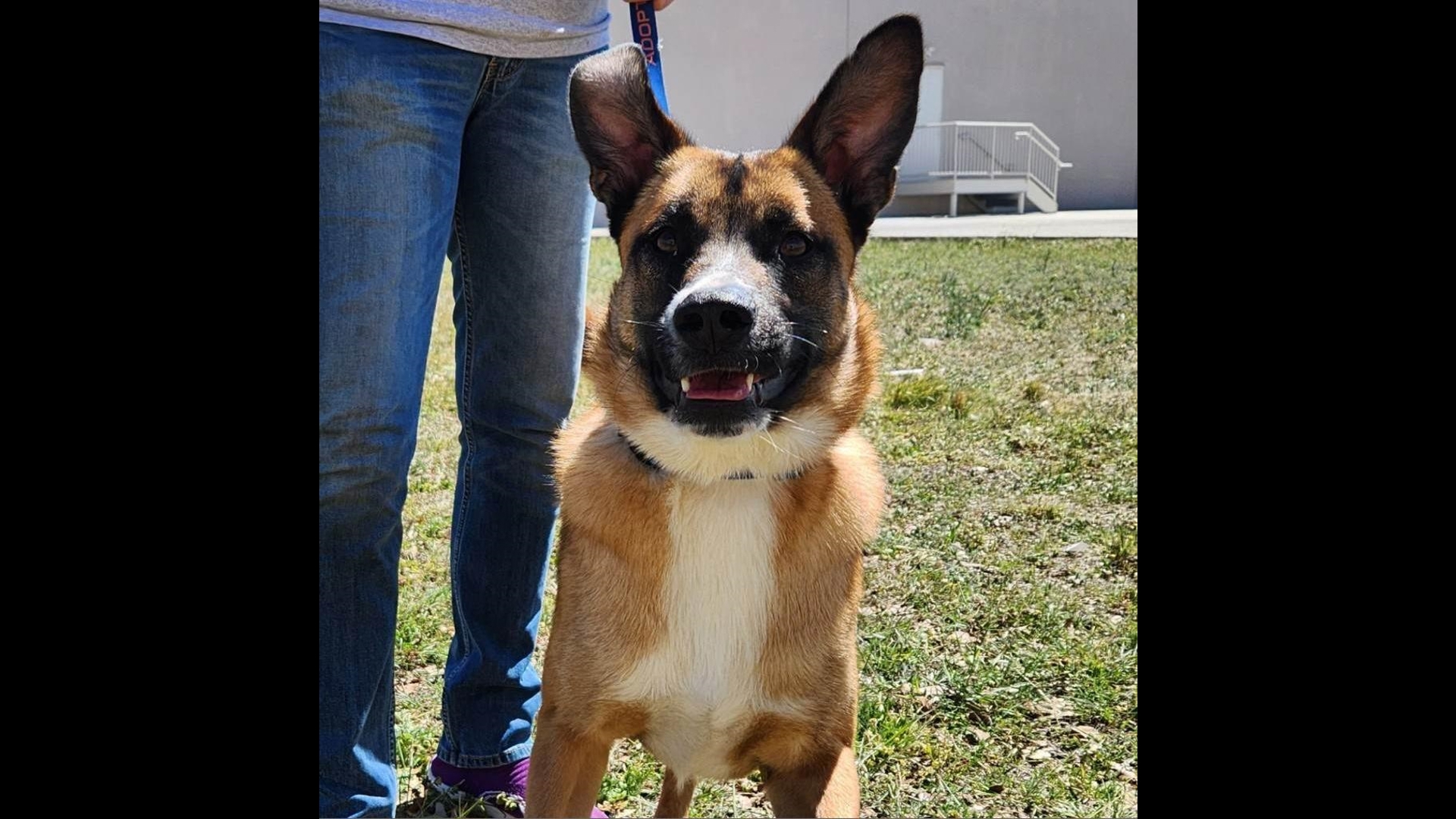 2-year-old Belgian Malinois mix has lived whole life at shelter | kens5.com