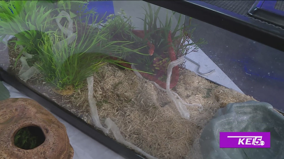 Midgard Animal Rescue | Great Day SA | kens5.com