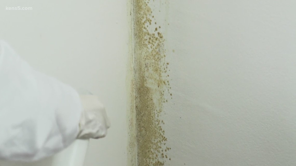 The secrets to tackling mold damage in your home | kens5.com